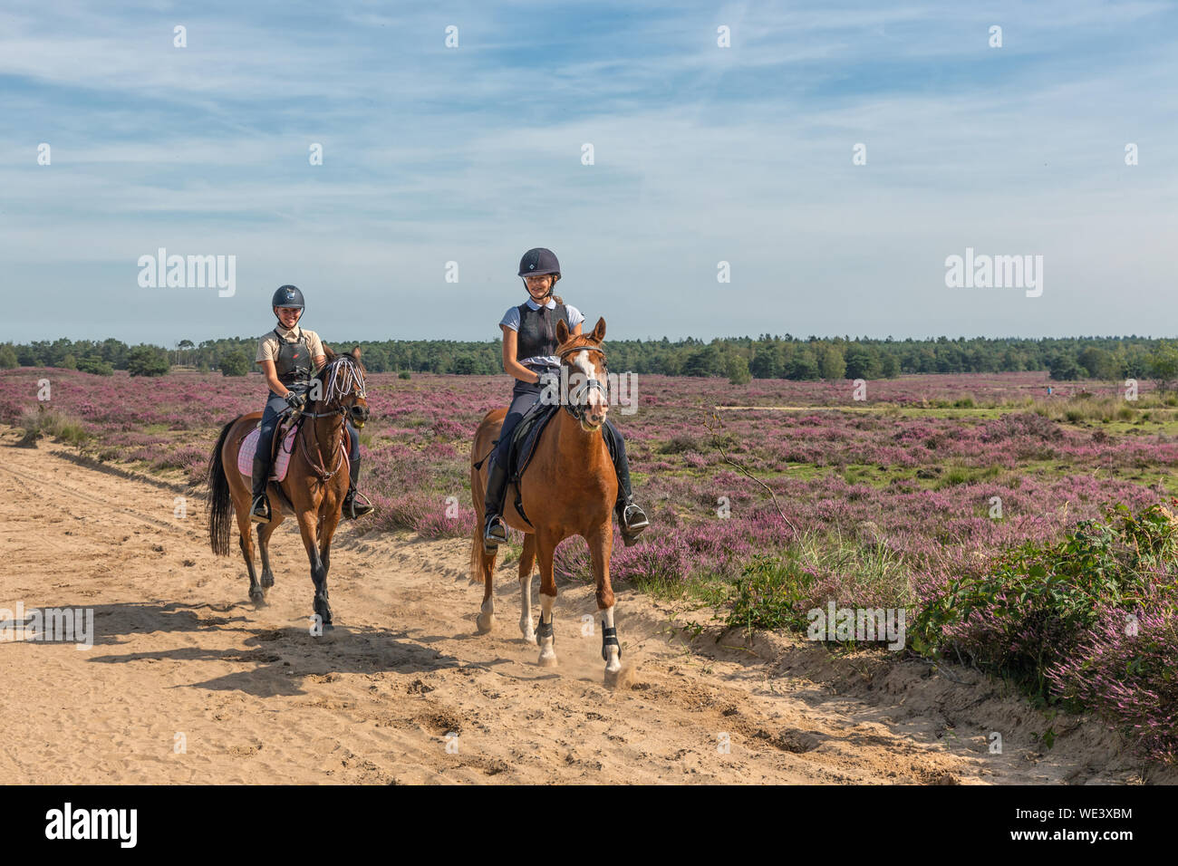 Dutch Equestrian Rider Stock Photos & Dutch Equestrian Rider Stock ...