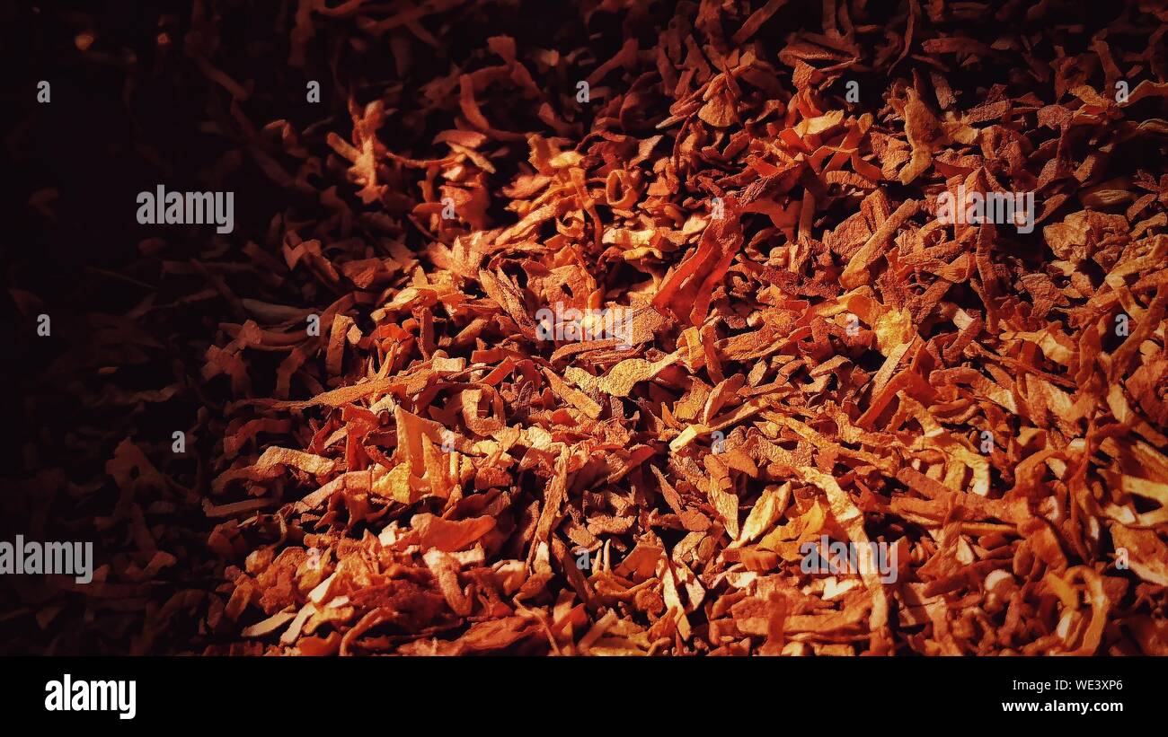 Large Leaf Tobacco High Resolution Stock Photography and Images - Alamy