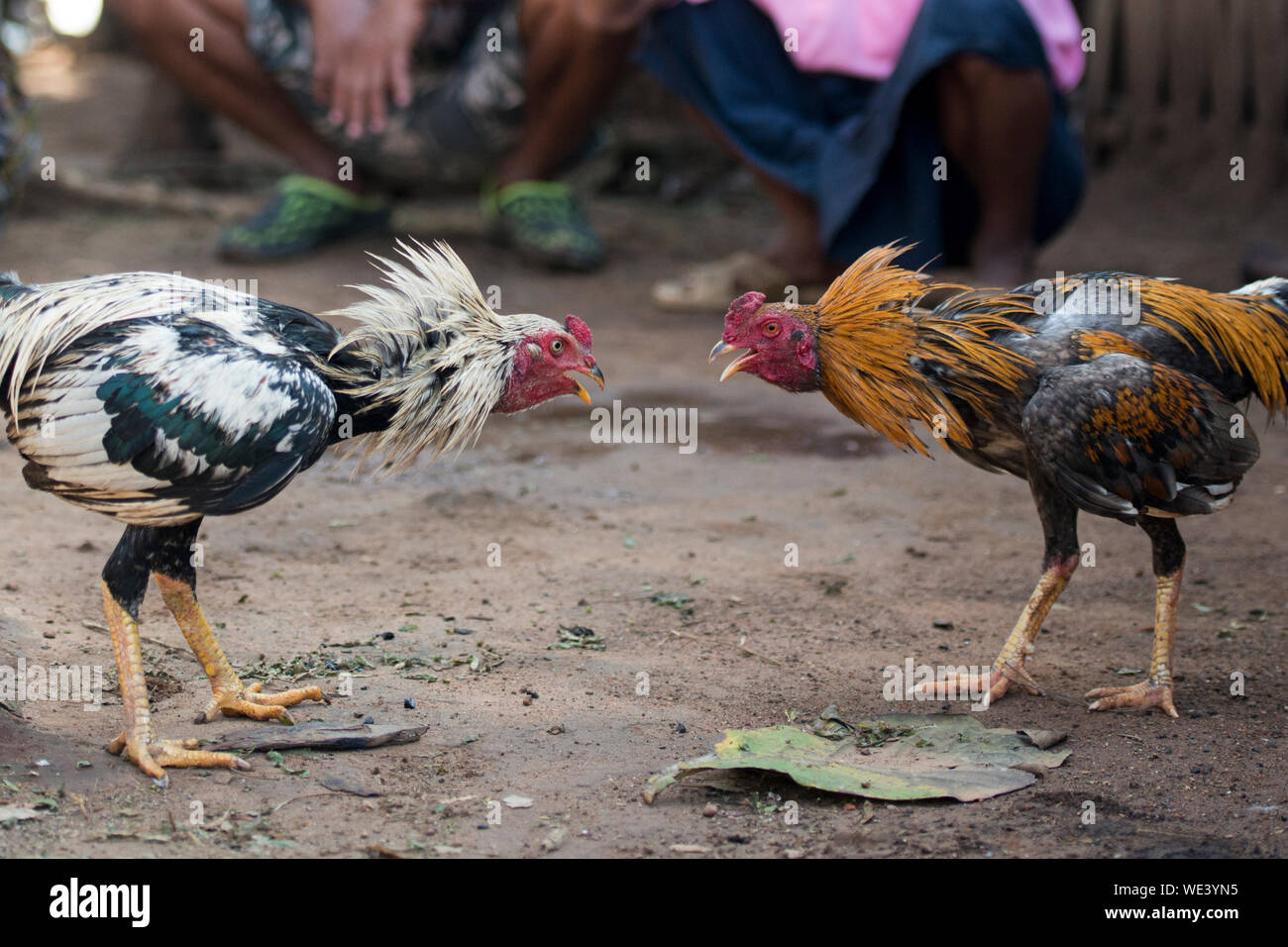 Close-up Side View Of Hens Stock Photo - Alamy
