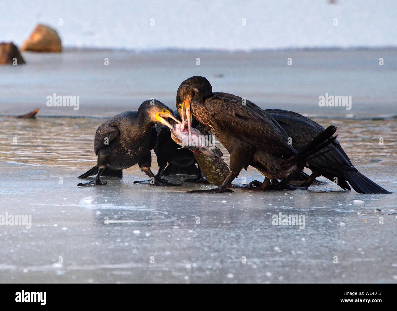 Four cormorants hi-res stock photography and images - Alamy