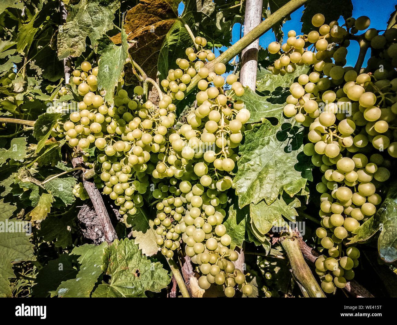 Pigato hi-res stock photography and images - Alamy