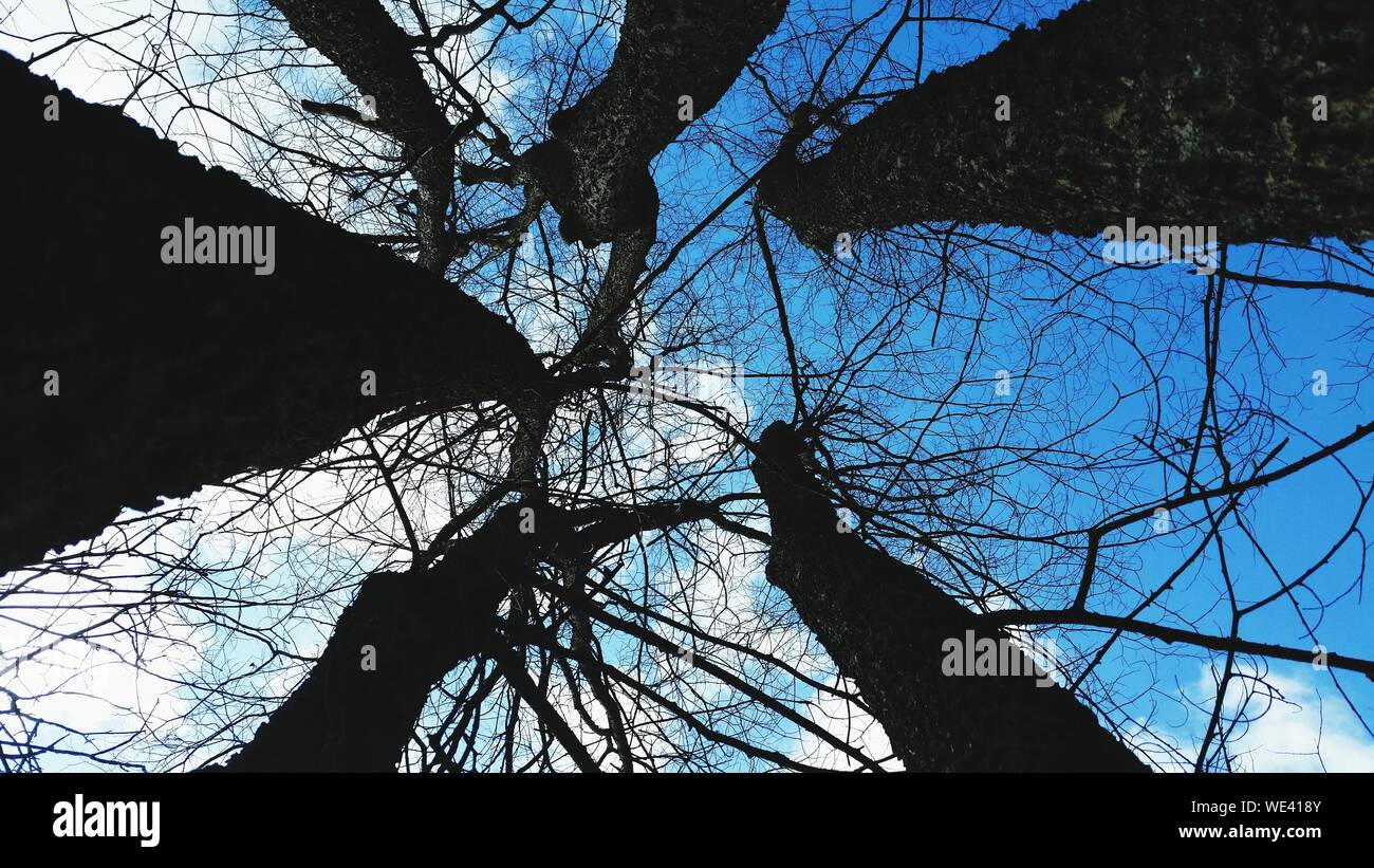 Very tall tree hi-res stock photography and images - Alamy