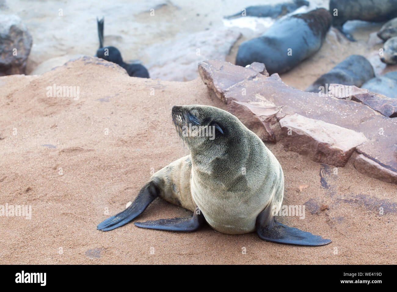 Eared Seal High Resolution Stock Photography and Images - Alamy