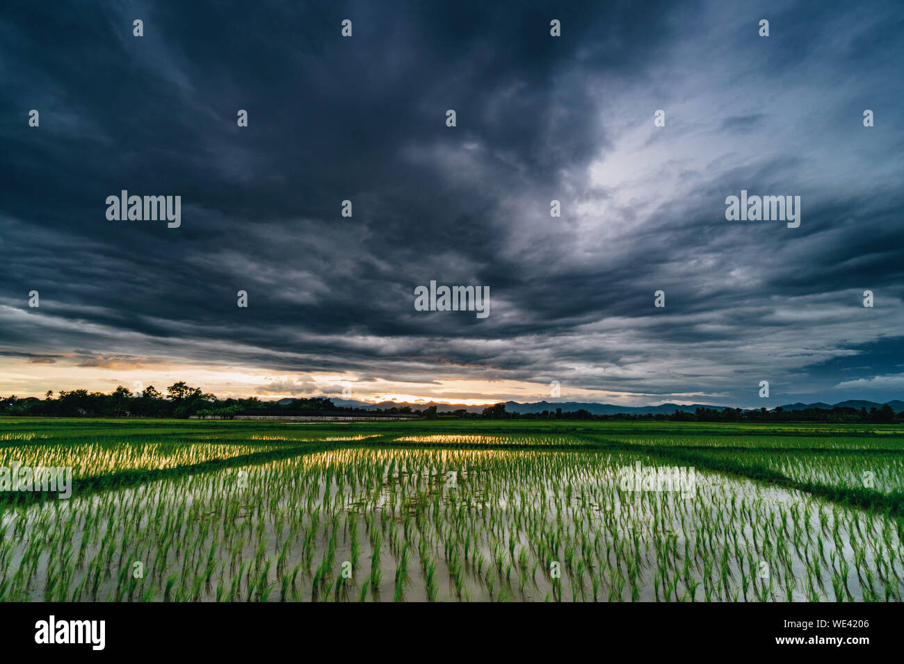 Natural scenic beautiful field sunset and storm clouds and green field ...