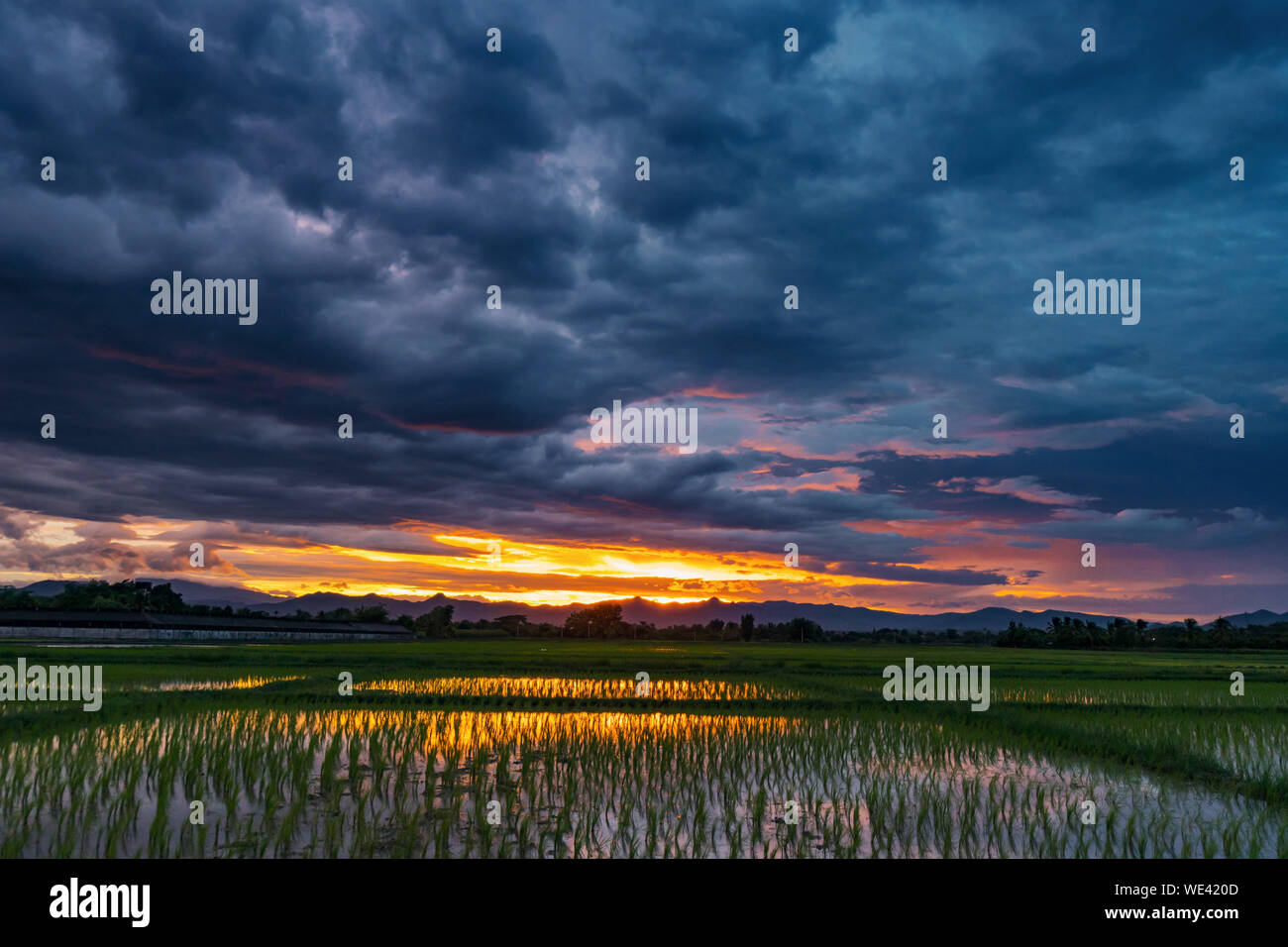 Natural scenic beautiful field sunset and storm clouds and green field ...