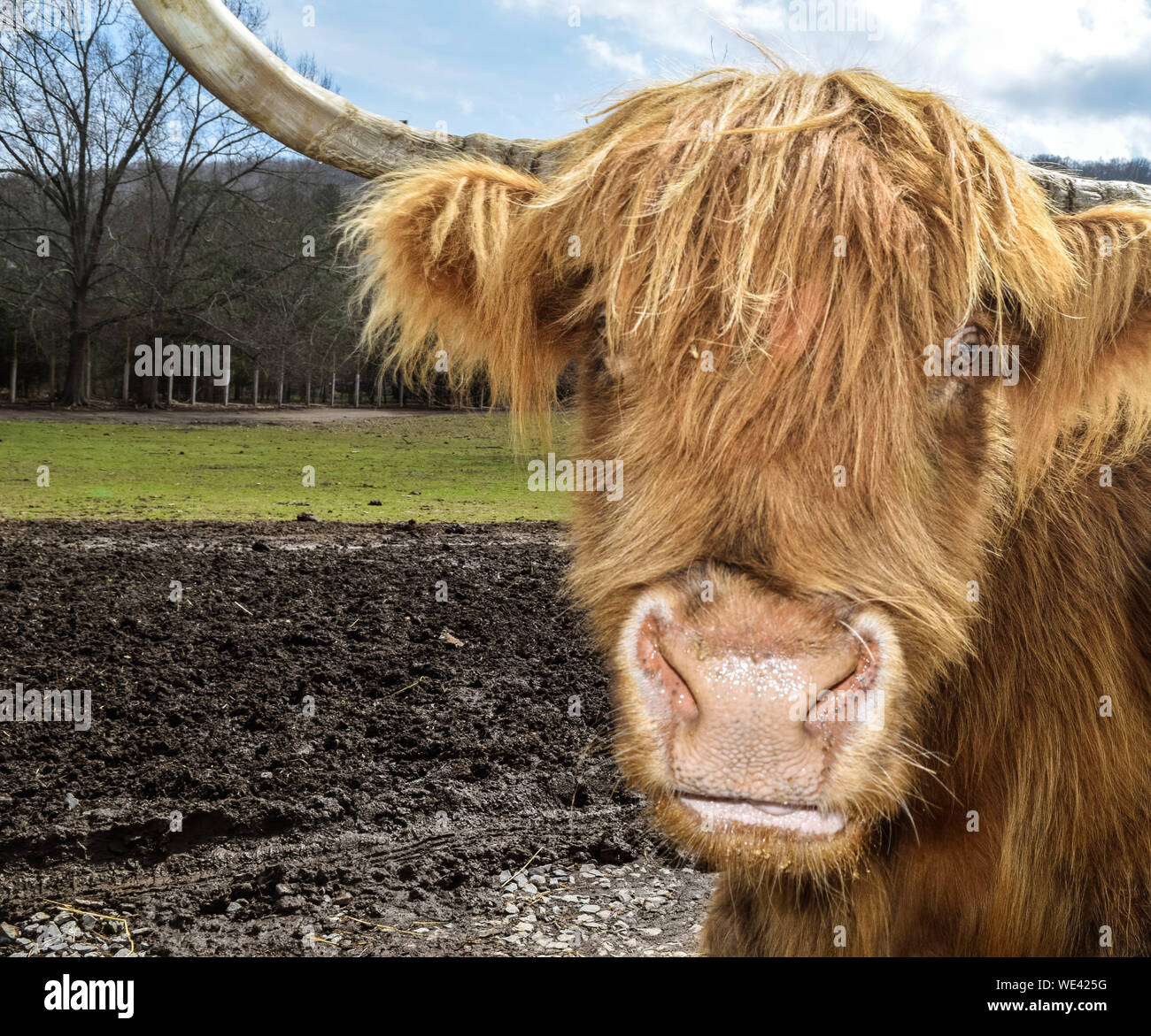 Close Up Highland Cattle Face High Resolution Stock Photography and ...