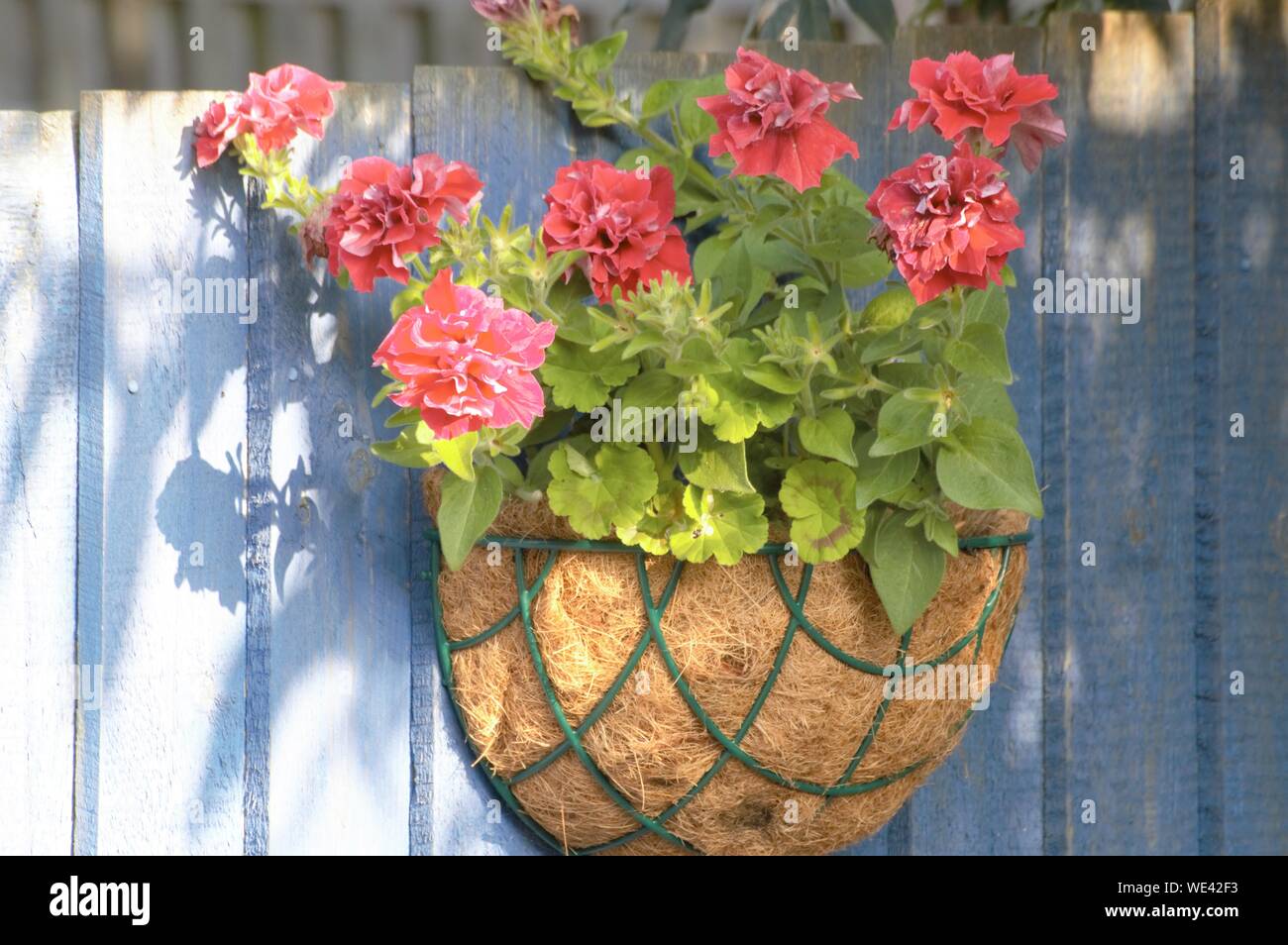 Pink Potted Flowers On Fence Stock Photo - Alamy
