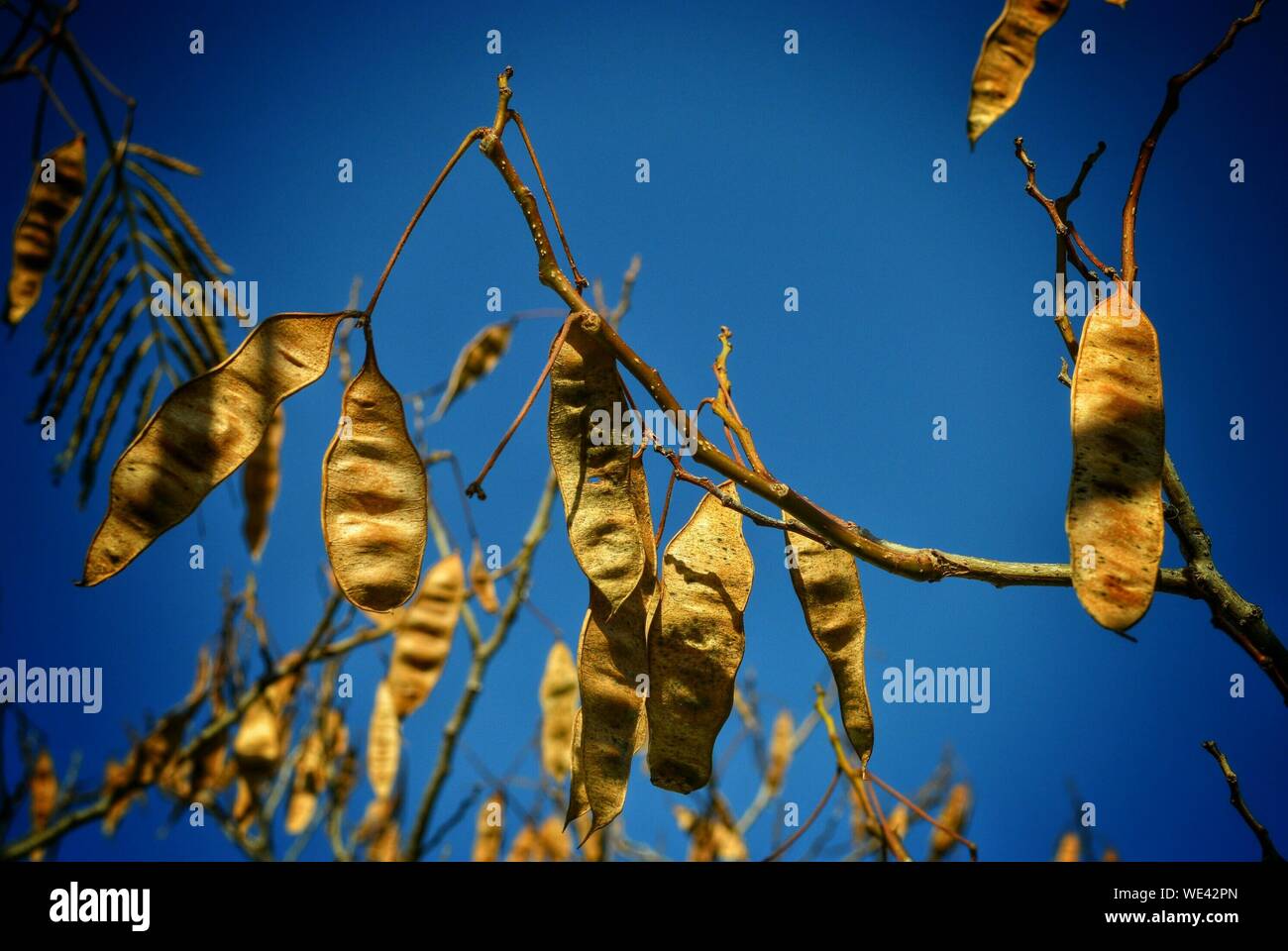 Seeds hanging hi-res stock photography and images - Alamy