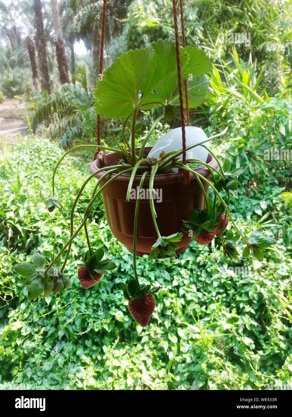 Strawberry growing in pot hi-res stock photography and images - Alamy