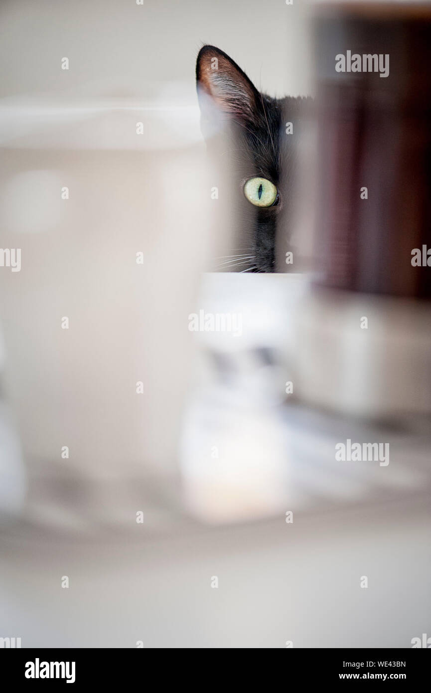 Cat hiding table hi-res stock photography and images - Alamy
