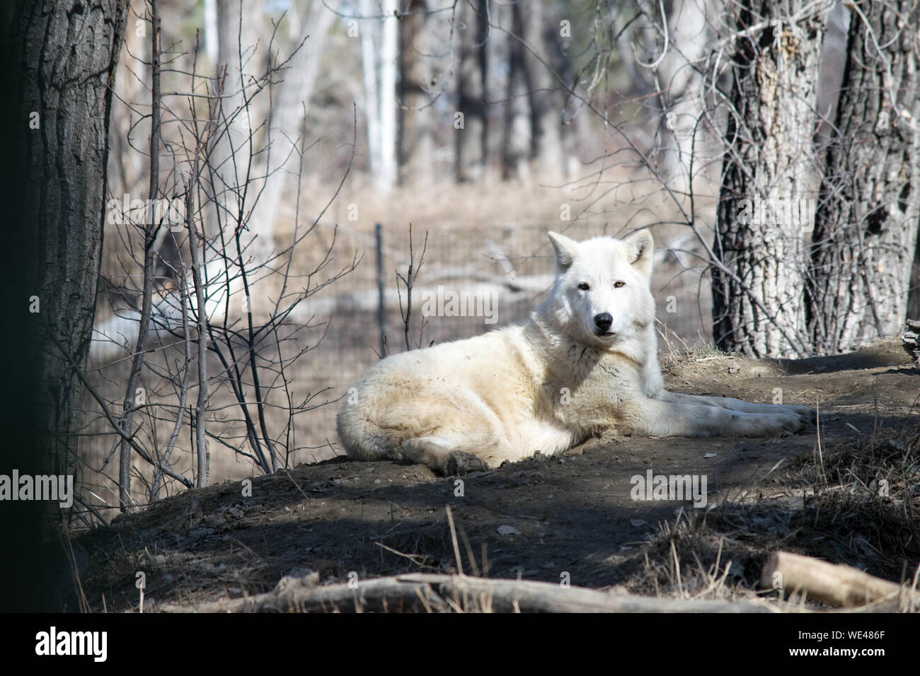 Arctic wolf zoo hi-res stock photography and images - Alamy