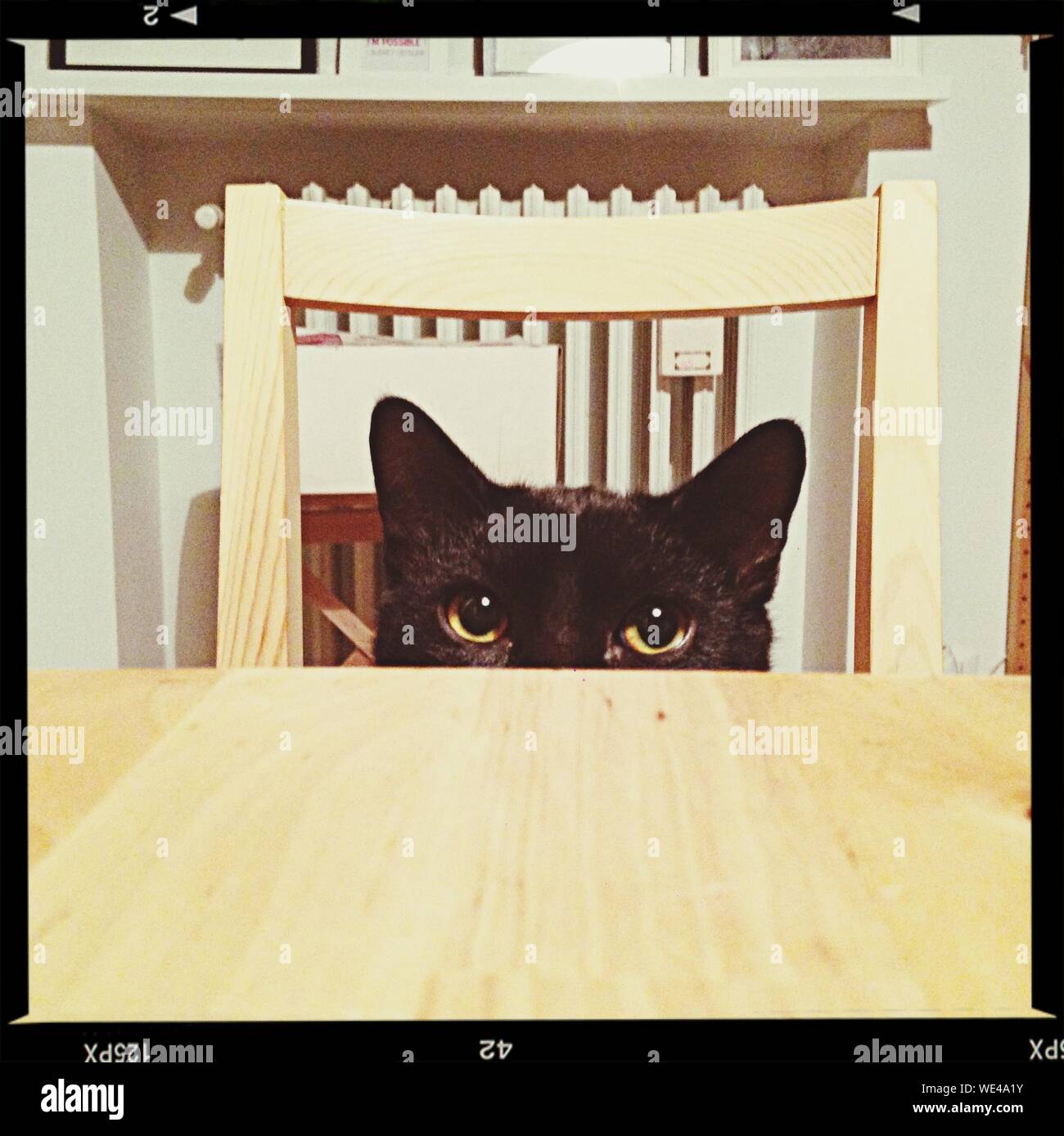 Cat hiding table hi-res stock photography and images - Alamy