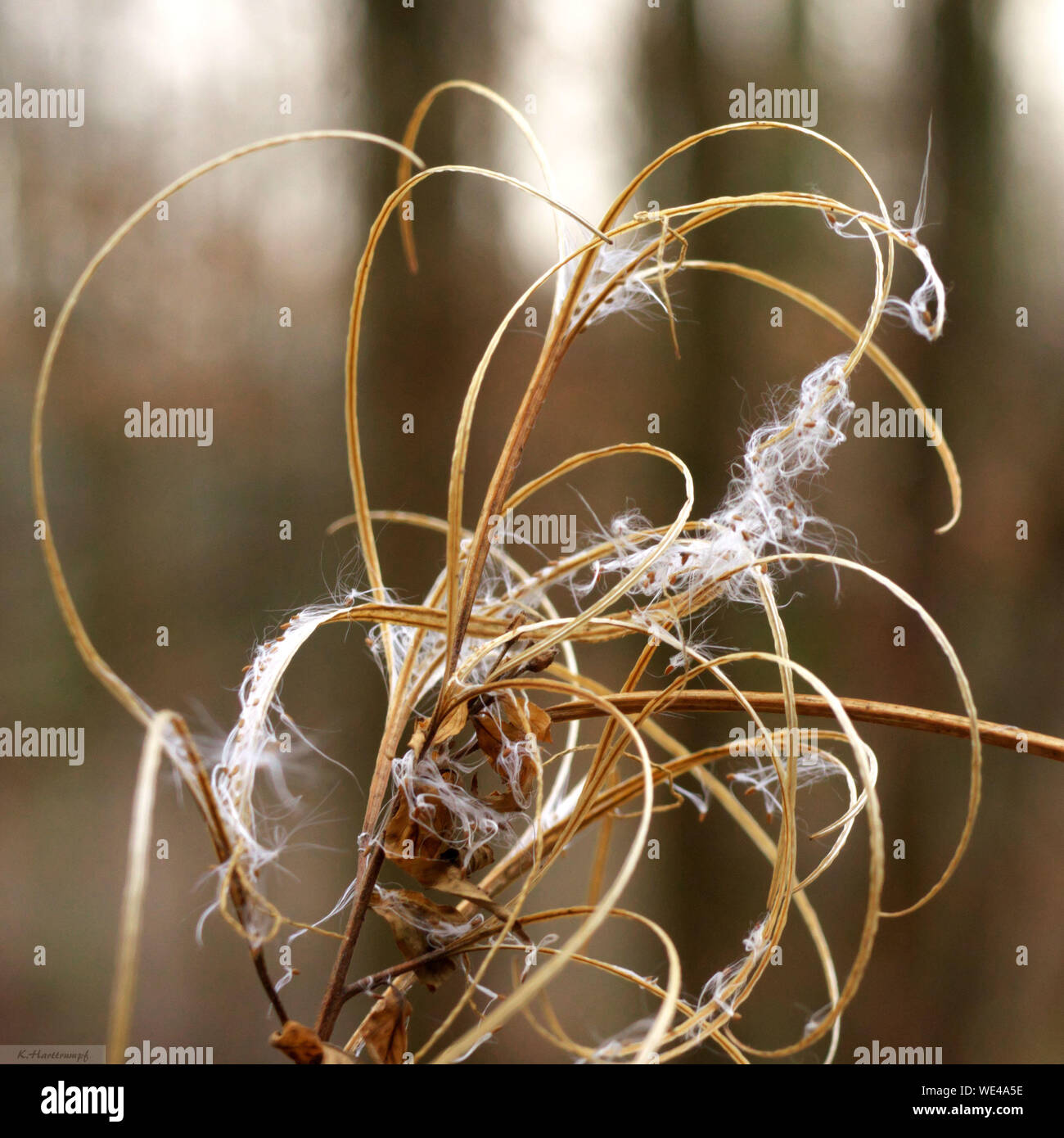 Tangled spider web hi-res stock photography and images - Alamy