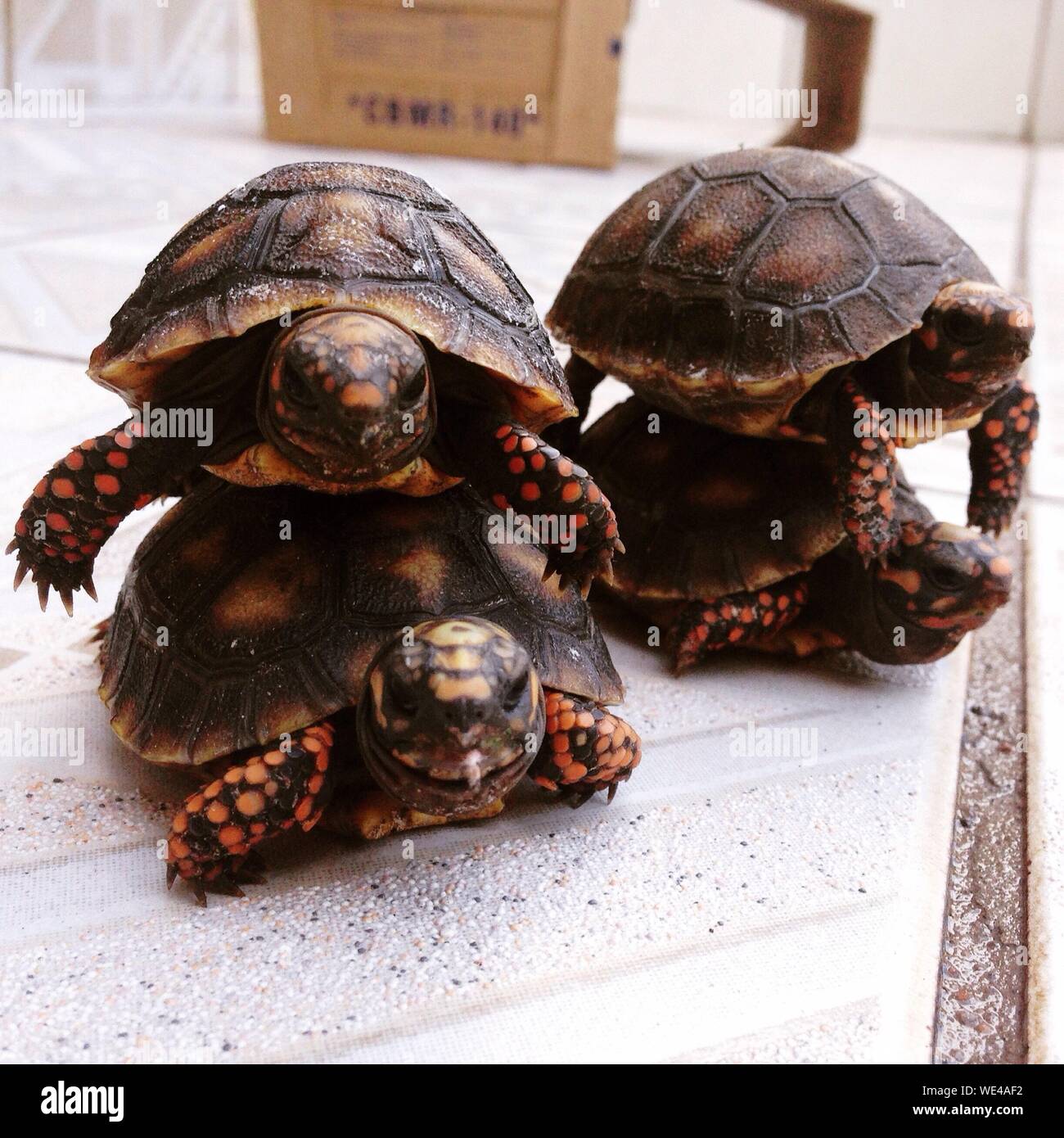 Turtle stack hi-res stock photography and images - Alamy