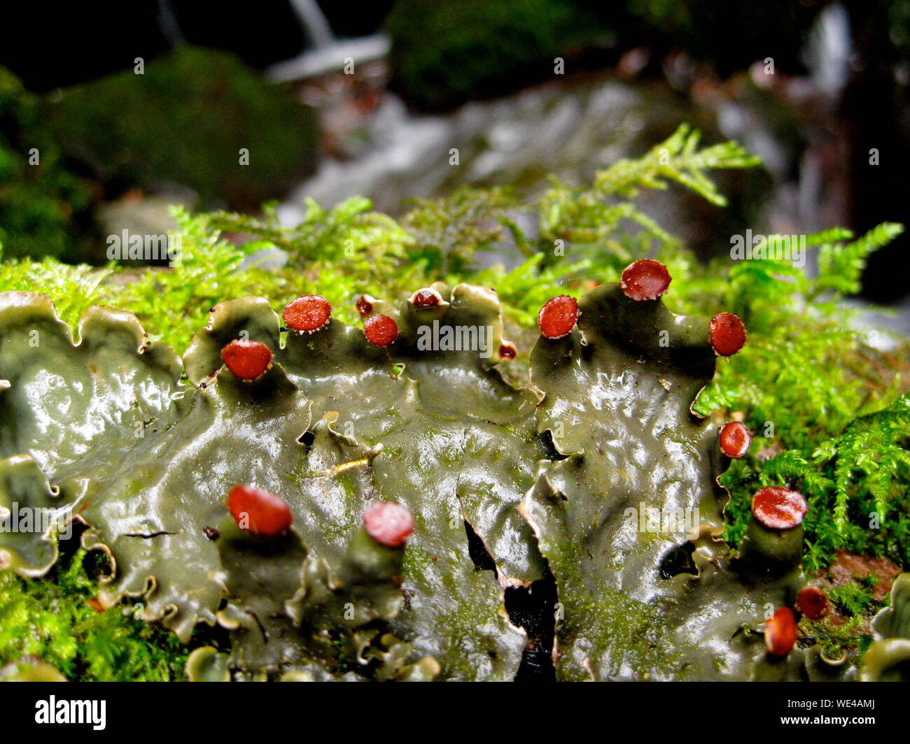 Red red fungi hi-res stock photography and images - Alamy