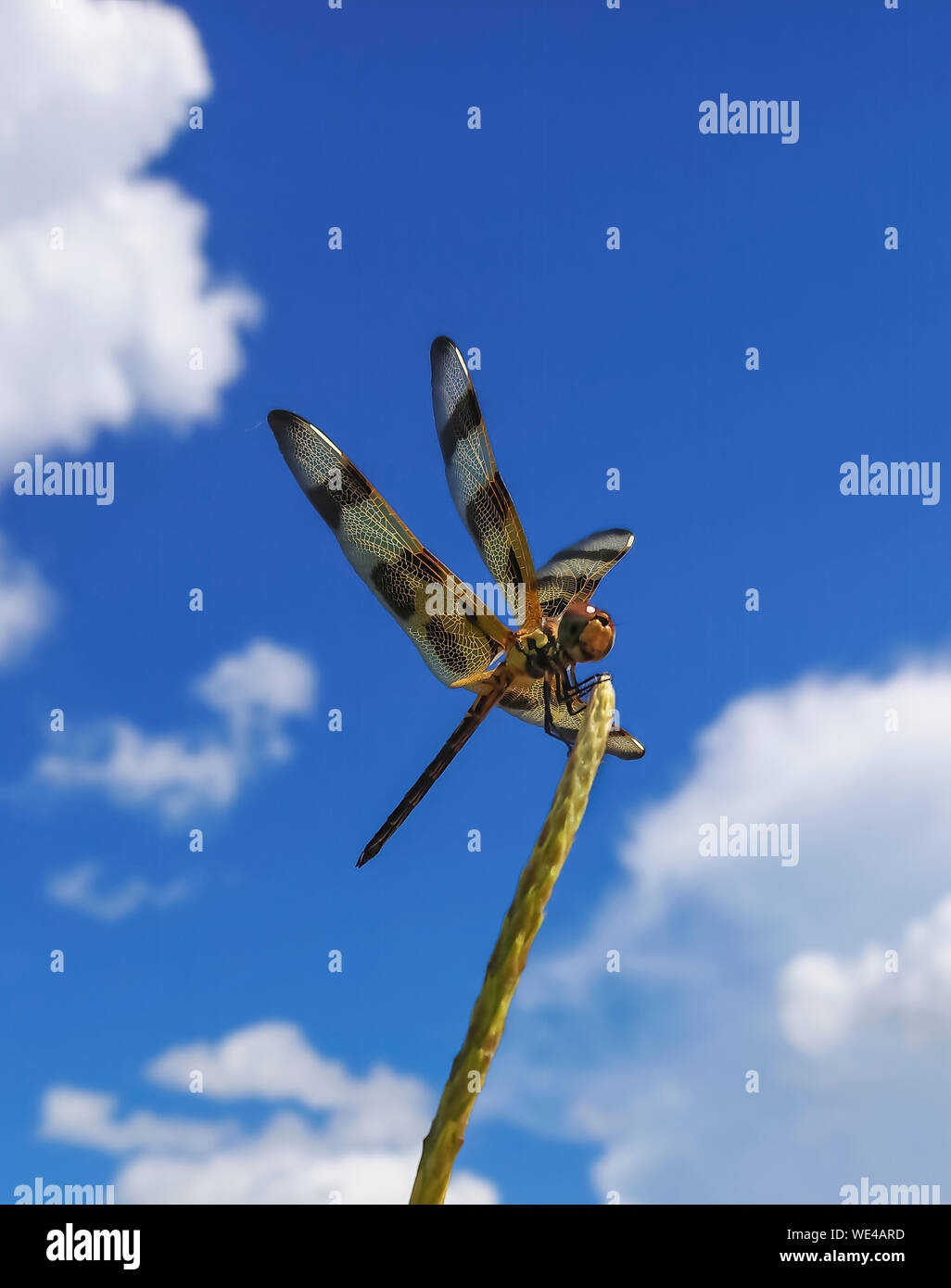 Brown-spottet Yellow-winged Dragonfly (Celithemis eponina Stock Photo ...