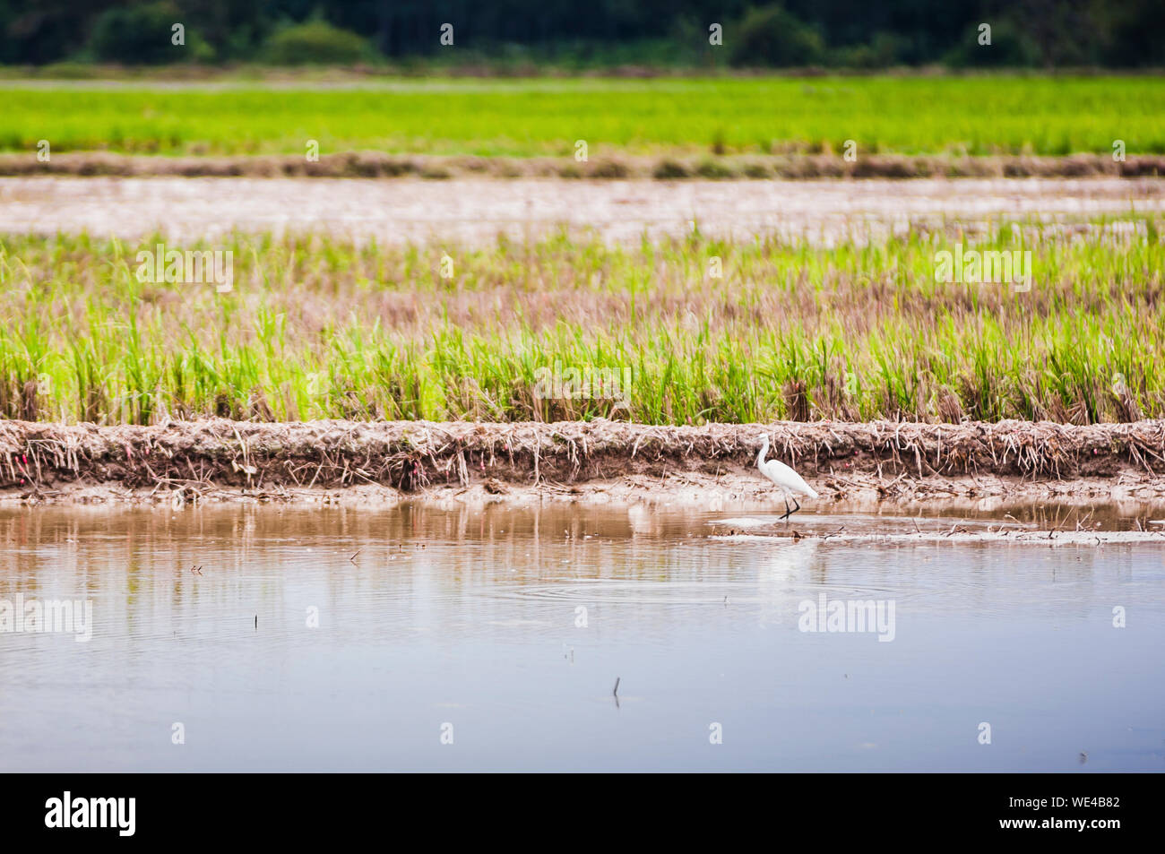 Paddy bird hi-res stock photography and images - Alamy