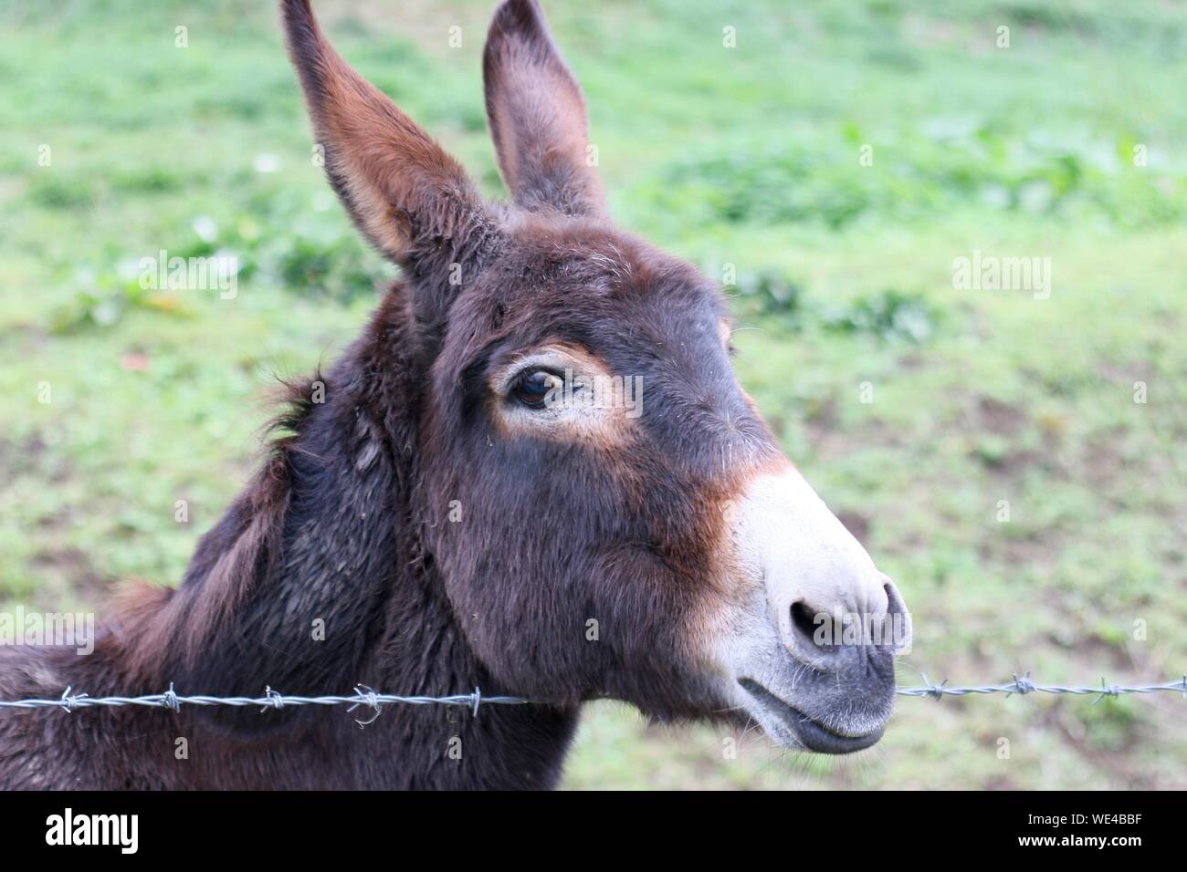 Donkey hi-res stock photography and images - Alamy