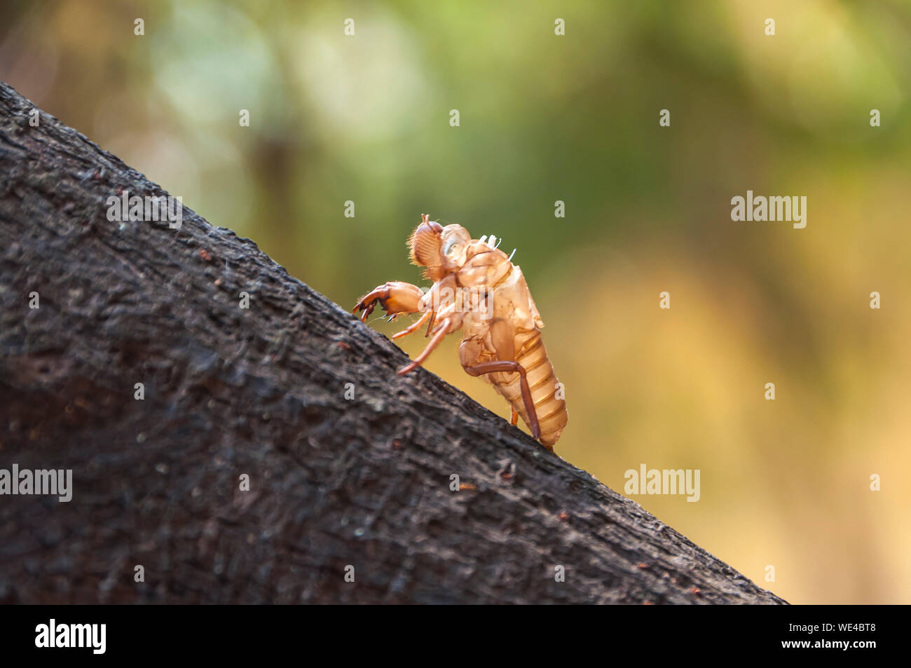 Cicada cocoon hi-res stock photography and images - Alamy