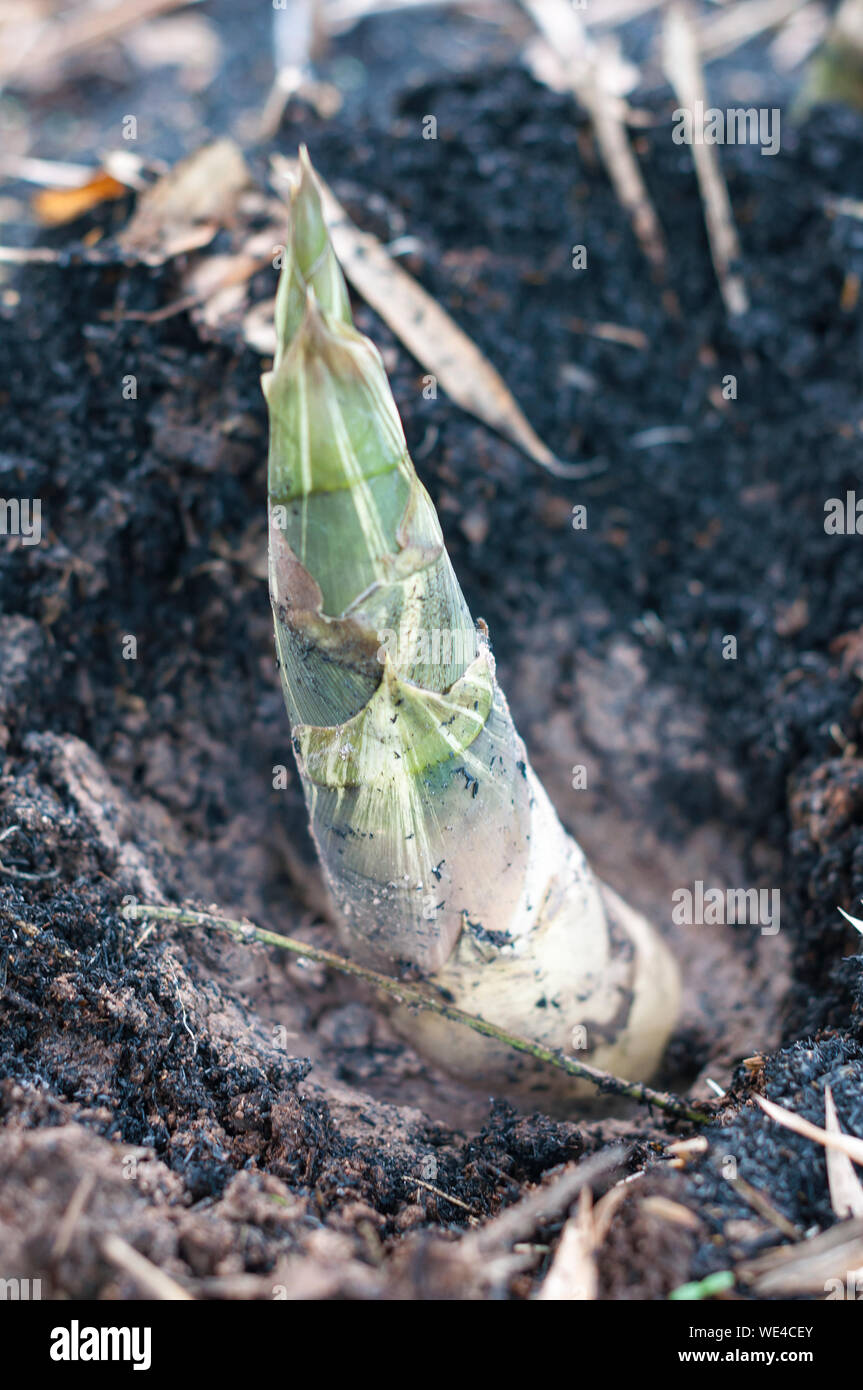 Cut bamboo shoots hi-res stock photography and images - Alamy