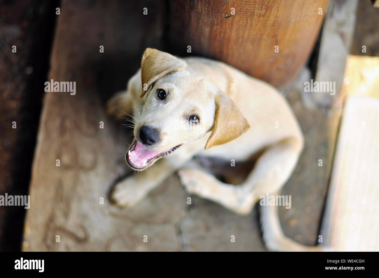Native thai dog hi-res stock photography and images - Alamy
