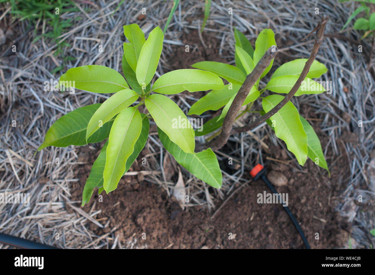 Small mango tree hi-res stock photography and images - Alamy