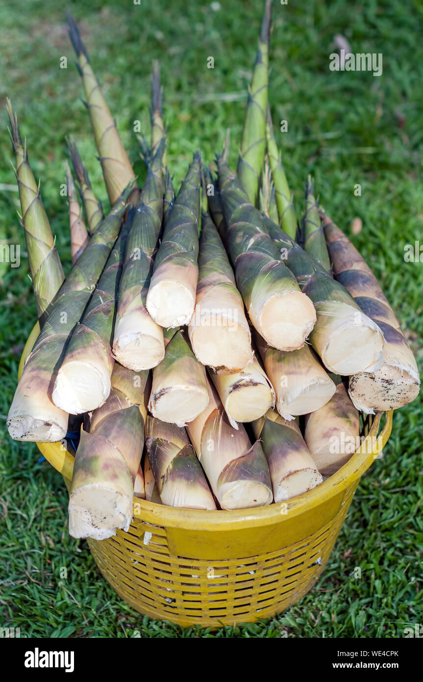 Bamboo Shoots in Basket Stock Photo - Alamy