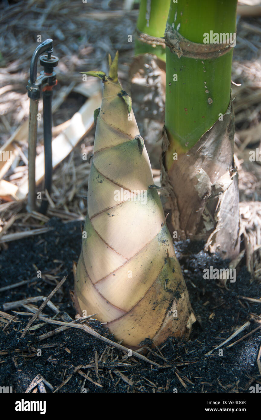 Bamboo shoot agriculture hi-res stock photography and images - Alamy