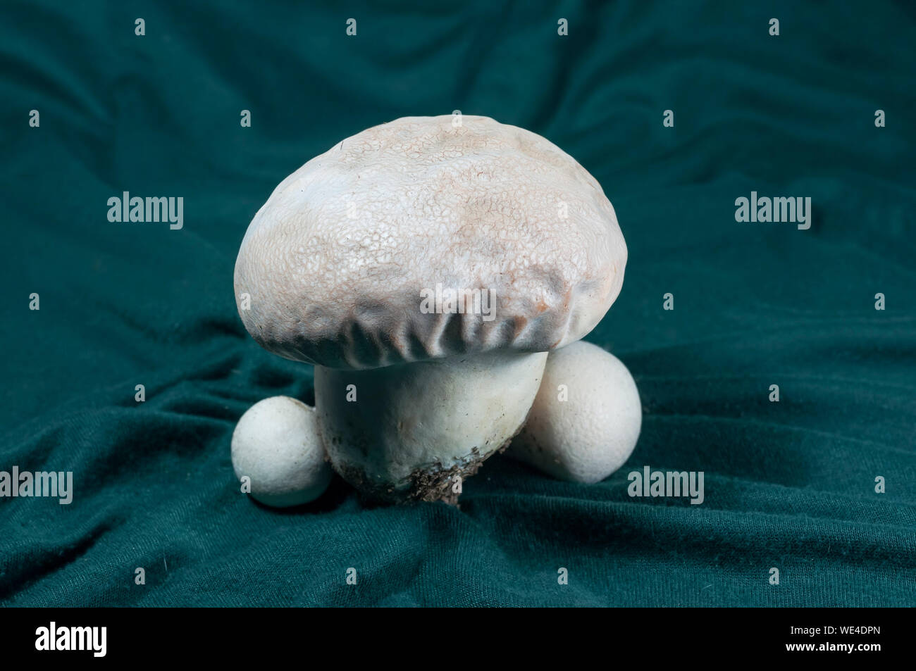 Fungal ball hi-res stock photography and images - Alamy