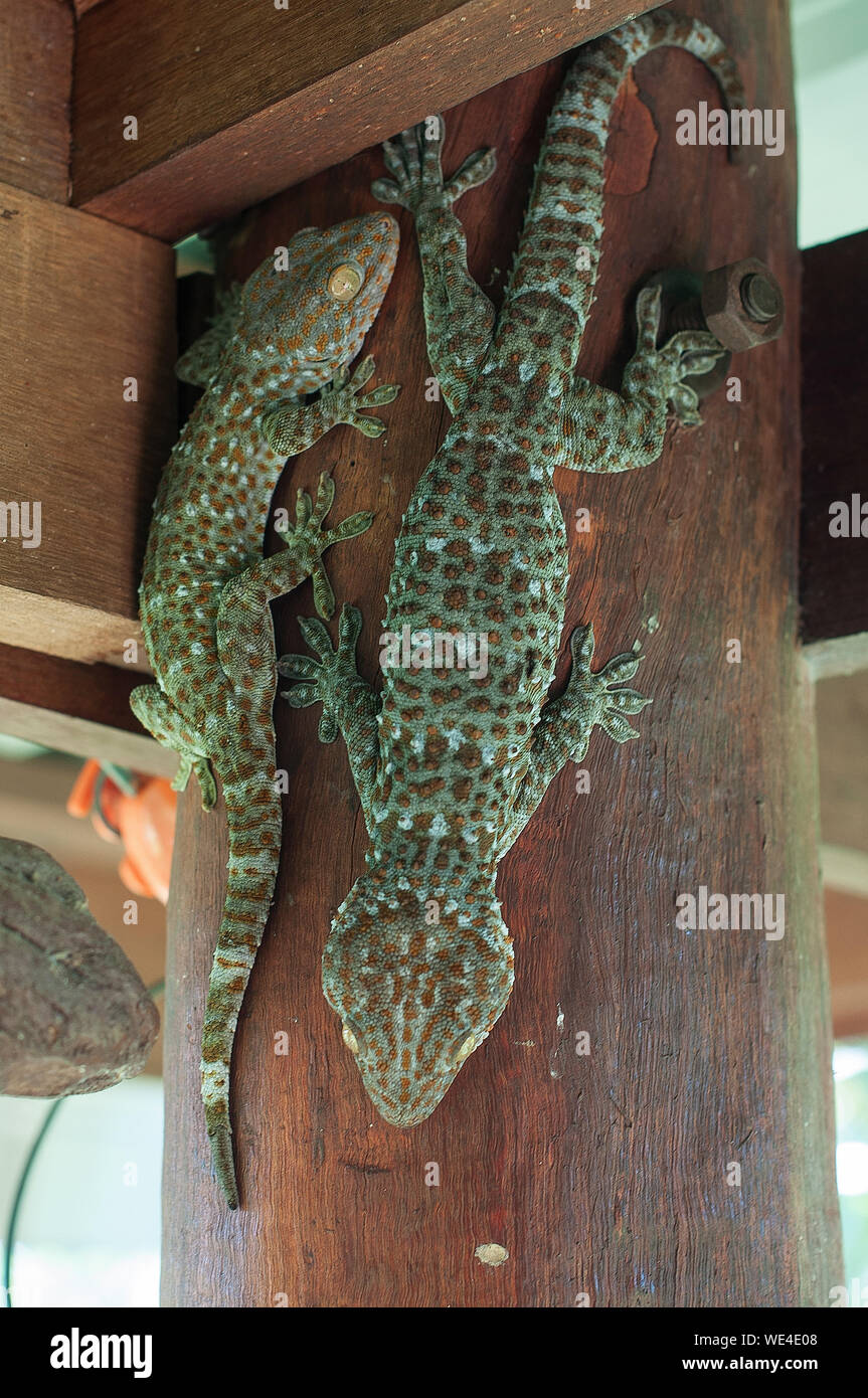 Two gecko hi-res stock photography and images - Alamy