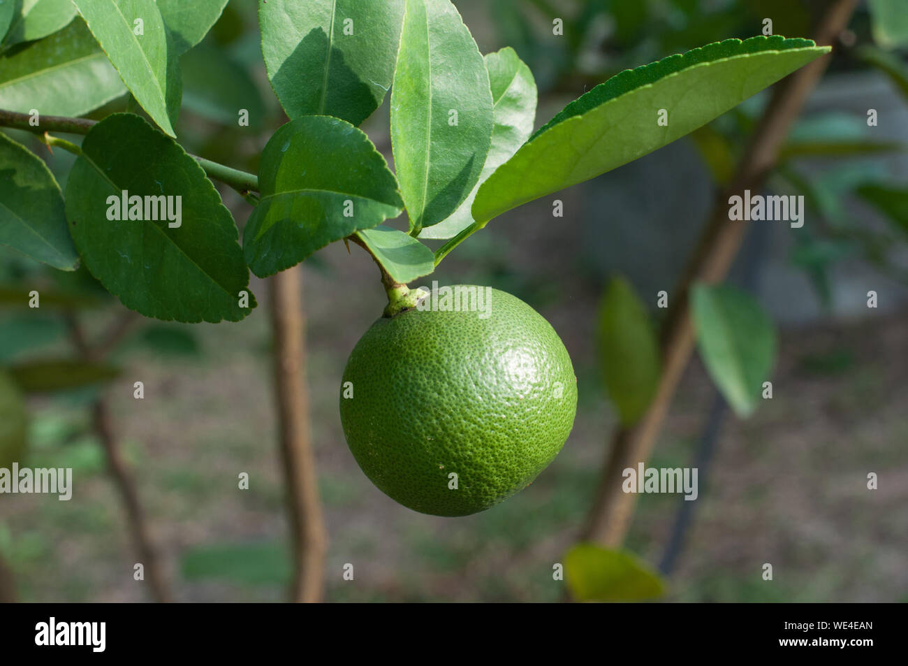 Lime tree round hi-res stock photography and images - Alamy