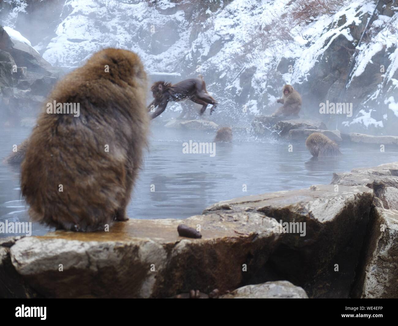 Wet monkeys hi-res stock photography and images - Alamy