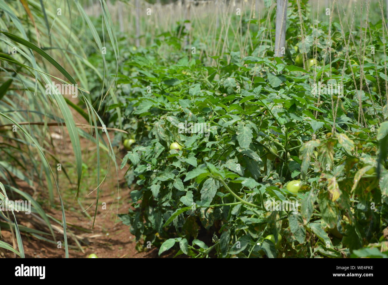 Tomato crop hi-res stock photography and images - Alamy