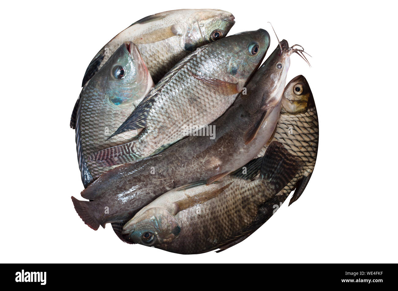 pile of freshwater fish isolated on white background Stock Photo - Alamy