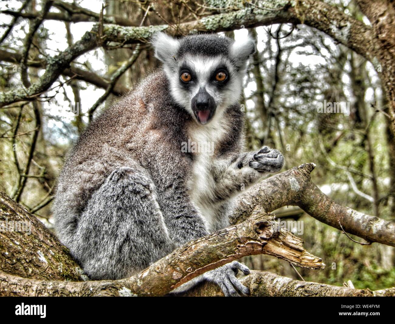 Lemur portrait mouth hi-res stock photography and images - Alamy