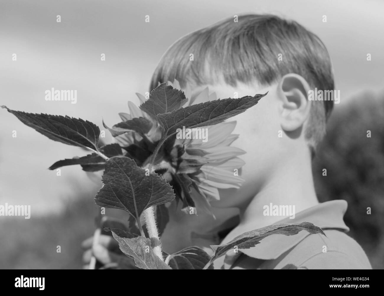 Boy sunflower hi-res stock photography and images - Alamy