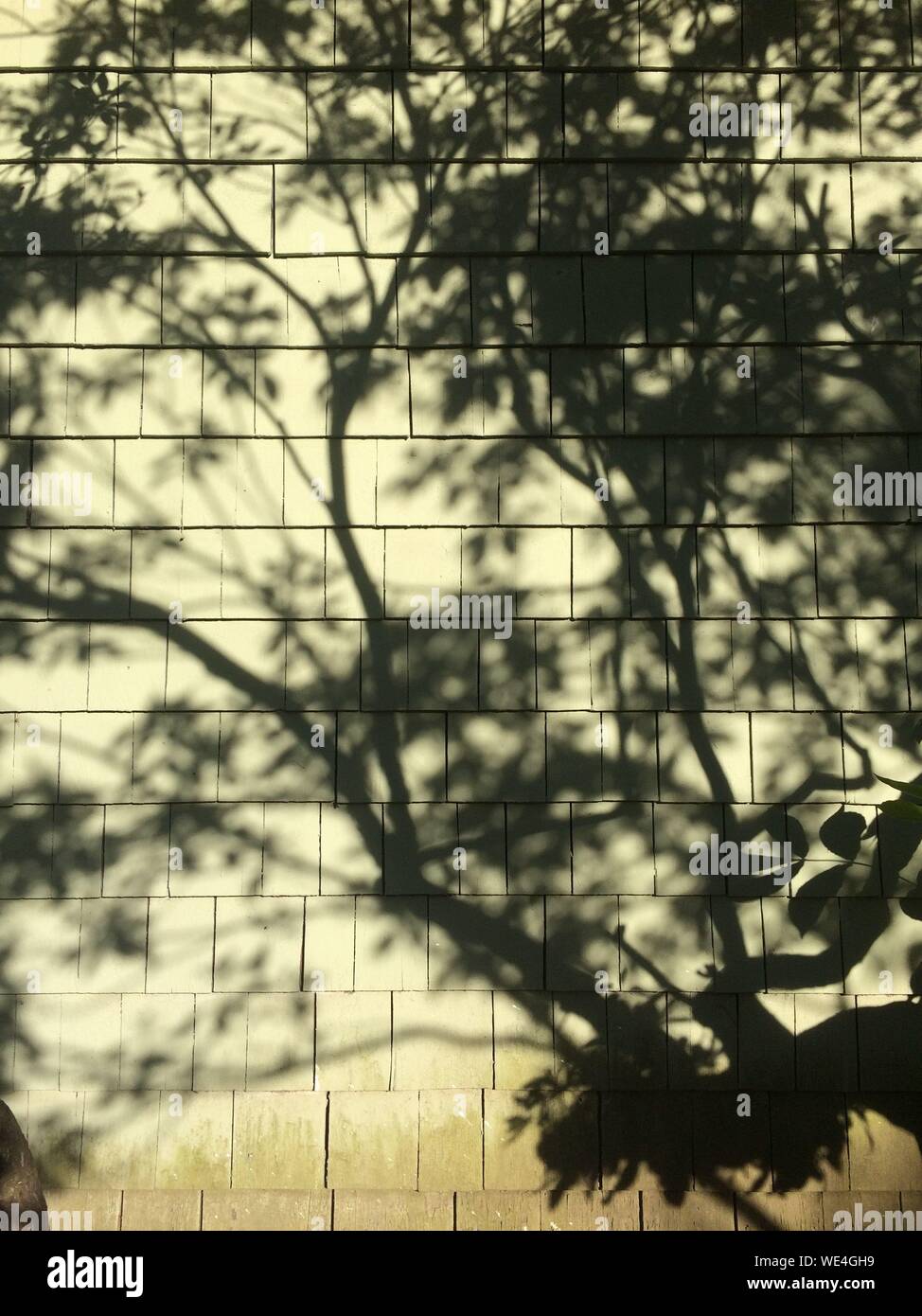 Tree on the stone wall hi-res stock photography and images - Alamy