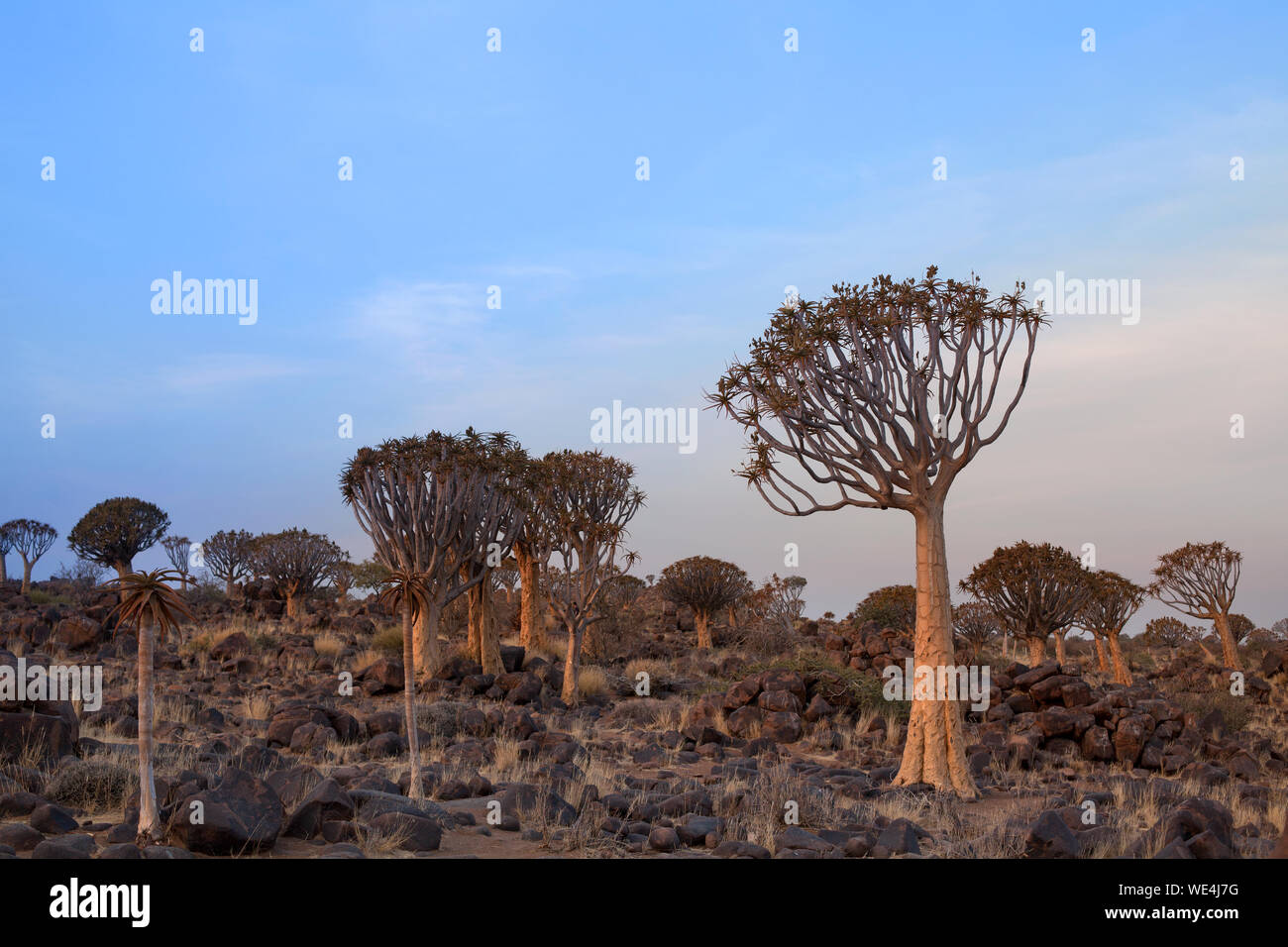 Quiver trees forest on blue sky background, african landscape in ...
