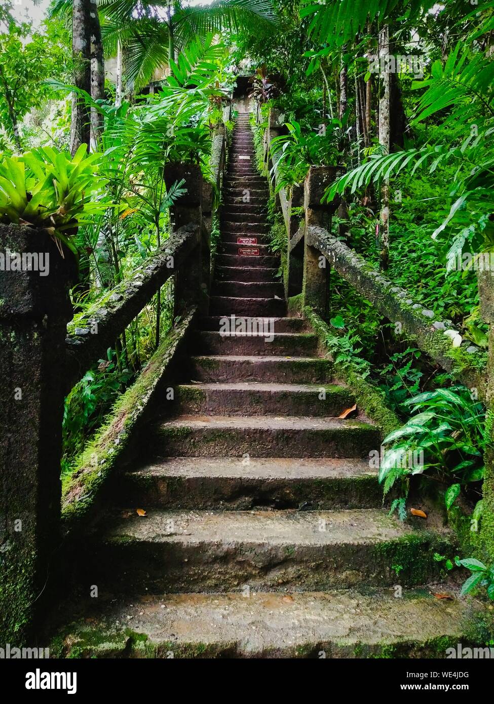 Ladder tree forest rainforest hi-res stock photography and images - Alamy
