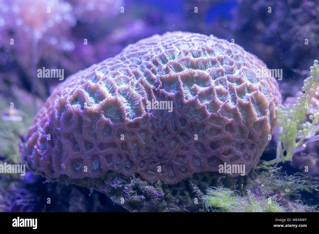 Beautiful sea flower in underwater world with corals and fish Stock ...