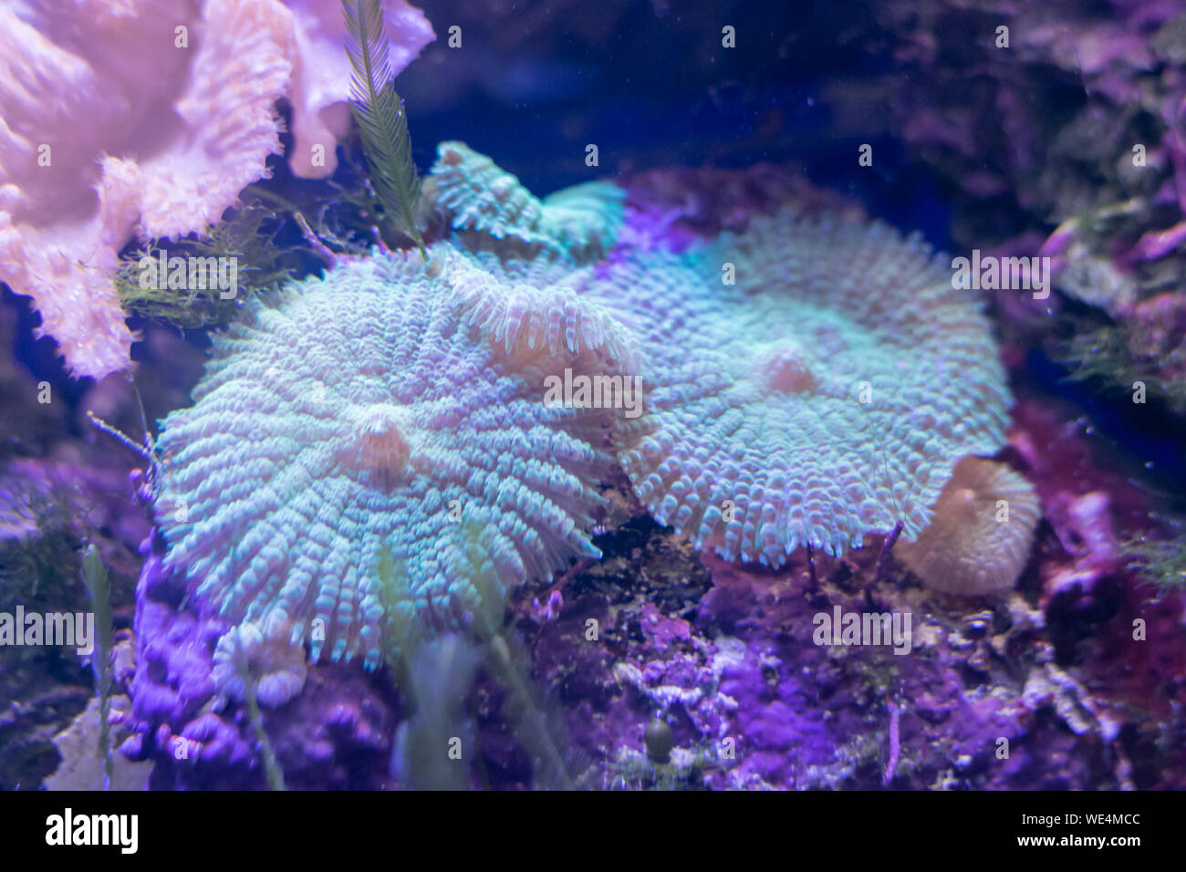 Beautiful sea flower in underwater world with corals and fish Stock ...