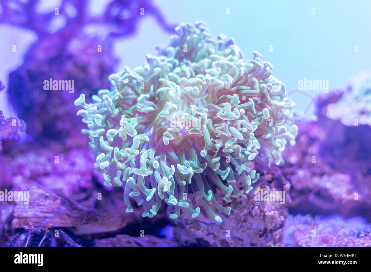 Beautiful sea flower in underwater world with corals and fish Stock ...