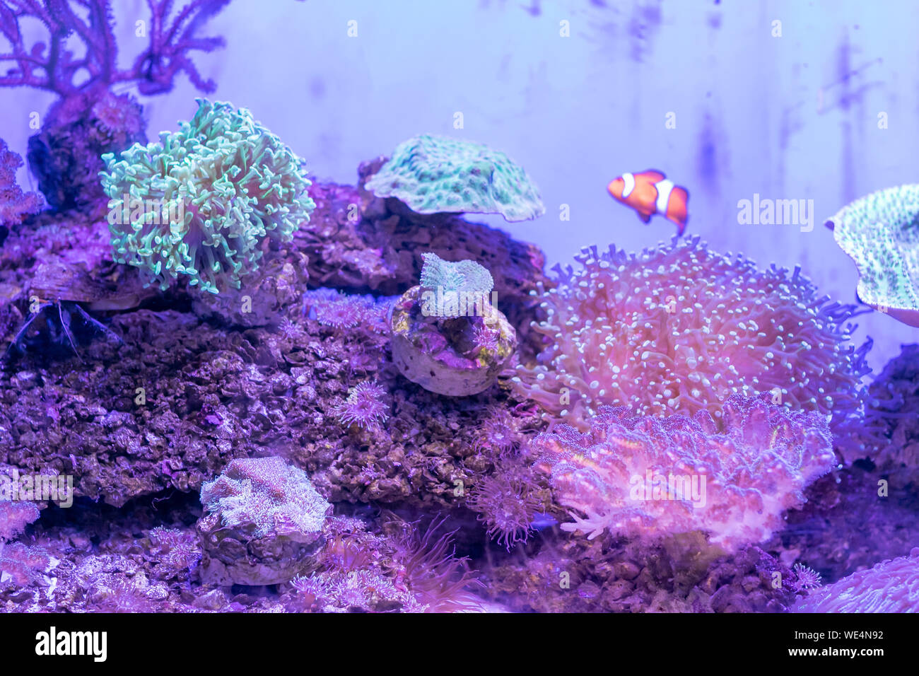 Beautiful sea flower in underwater world with corals and fish Stock ...
