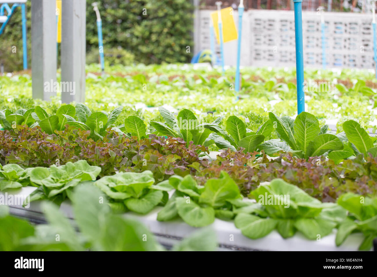 Organic Vegetables in organic farm. Vegetable farm Stock Photo - Alamy