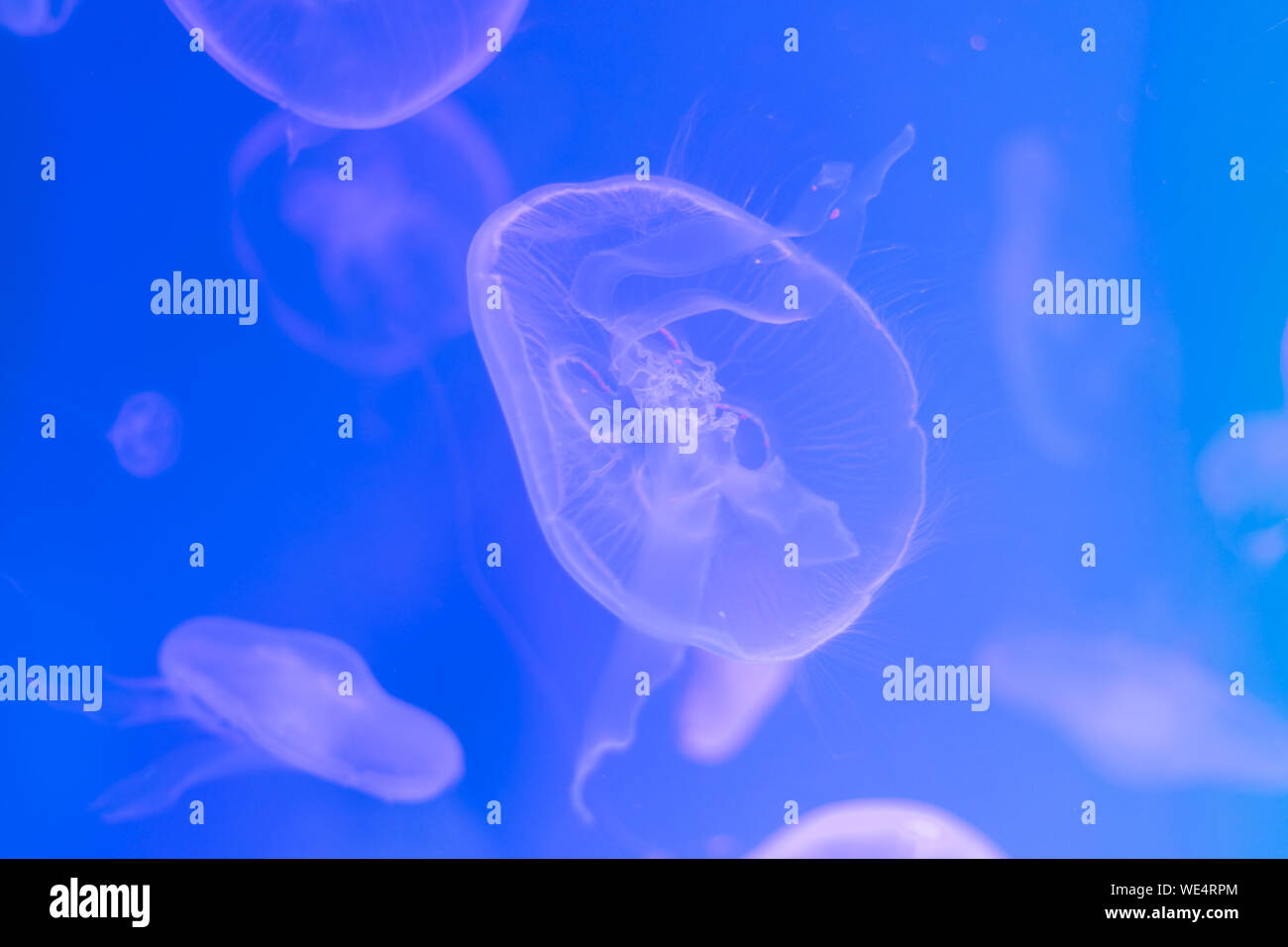 Close-up Jellyfish, Medusa in fish tank with neon light. Jellyfish is ...