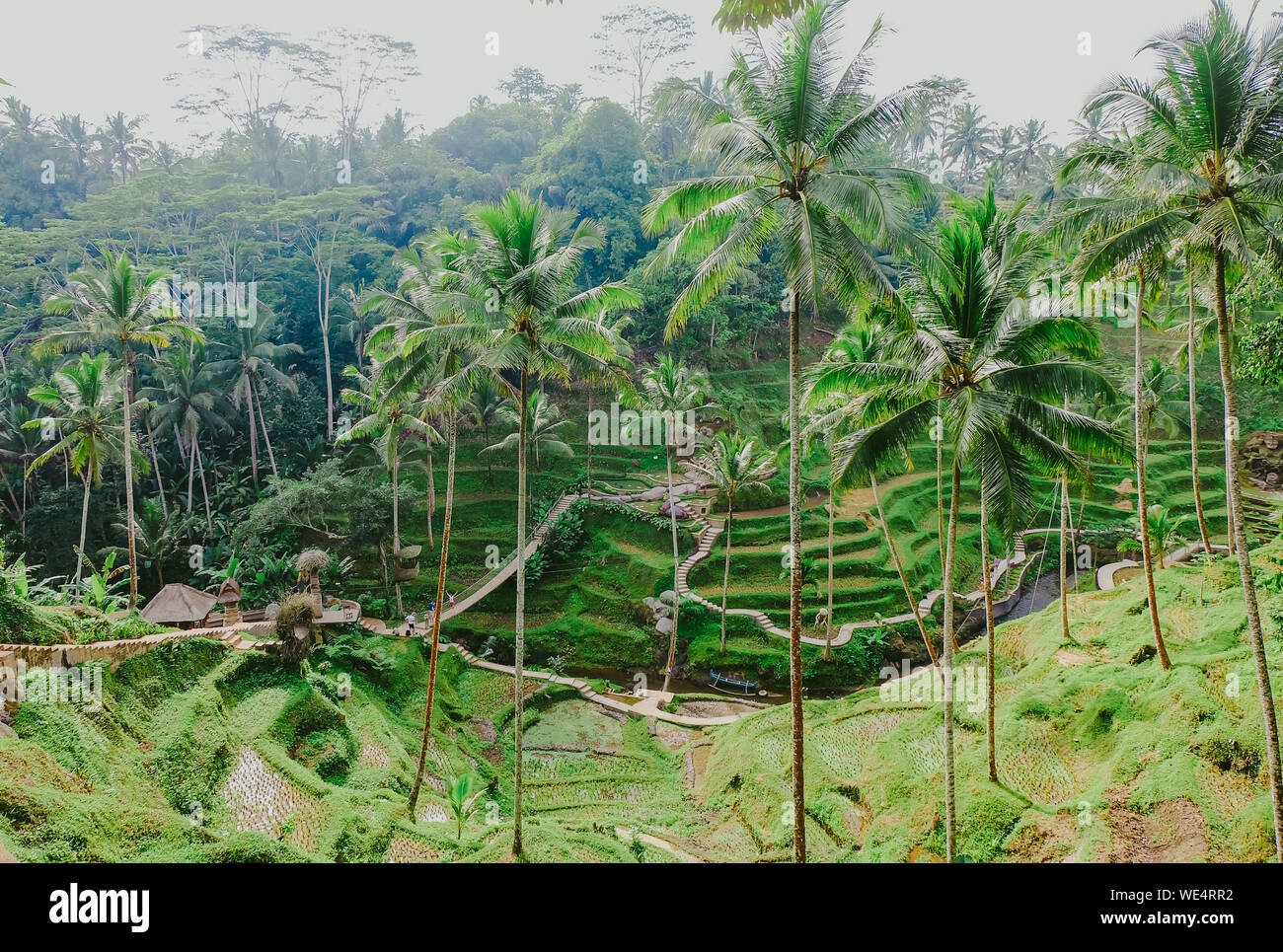 A great morning on rice field , Ubud, Bali Indonesia. Royalty high ...