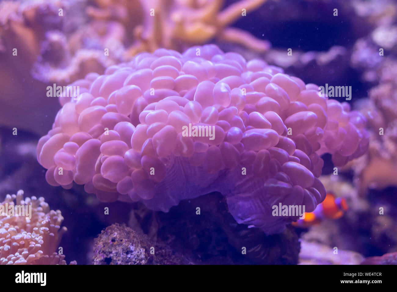 Beautiful sea flower in underwater world with corals and fish Stock ...