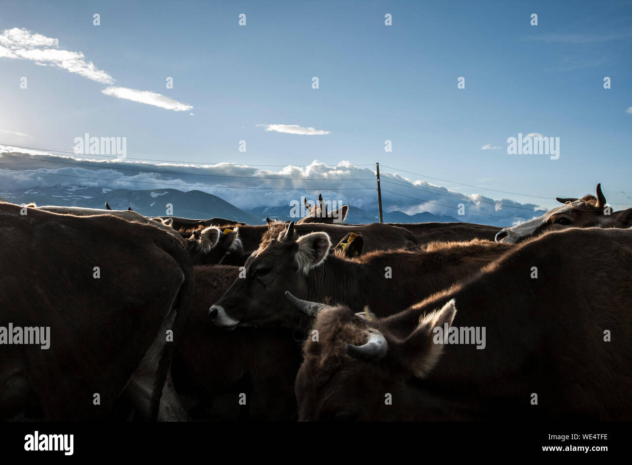 Landscape with mammals and animals with nature and sky hi-res stock ...