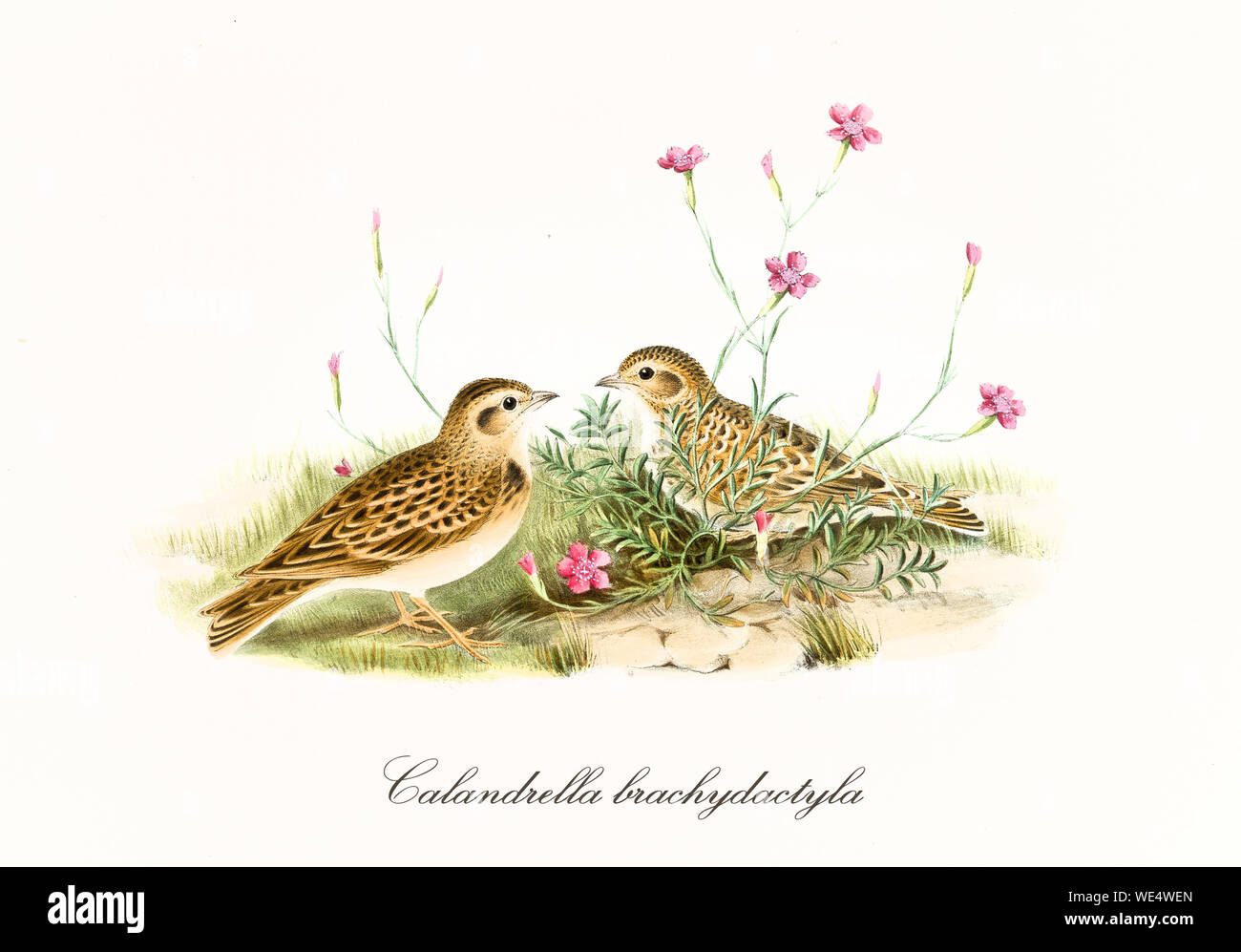 Two little cute birds looking each other on a grassy ground with ...