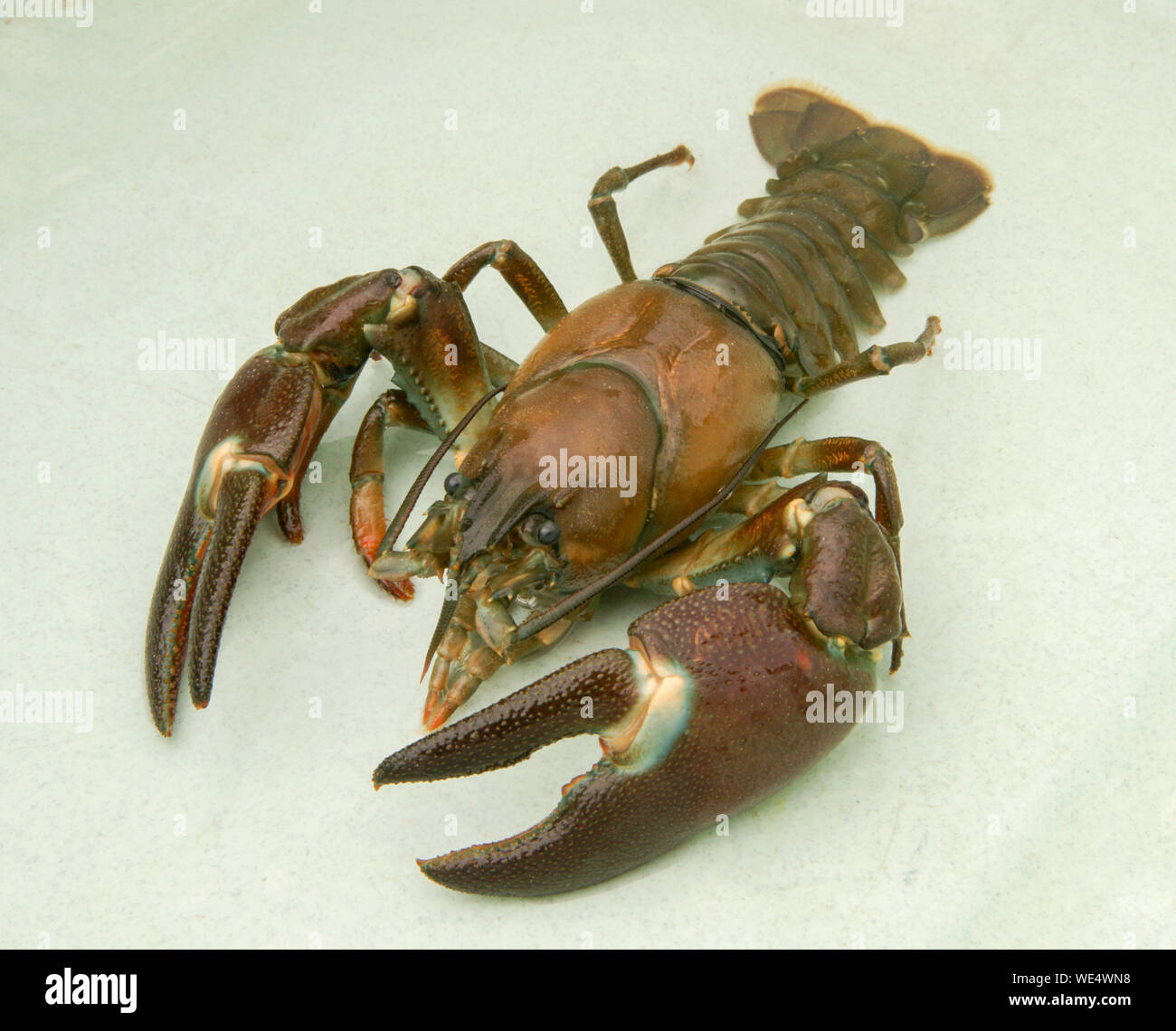 Signal Crayfish, Milton Keynes, UK Stock Photo - Alamy